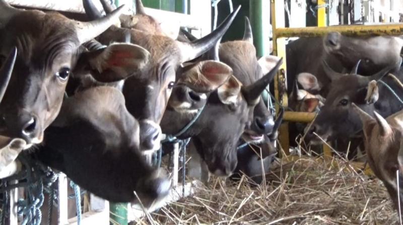 Ratusan Sapi dari NTT Dikirim ke Kalimantan untuk Penuhi Pangan Nasional